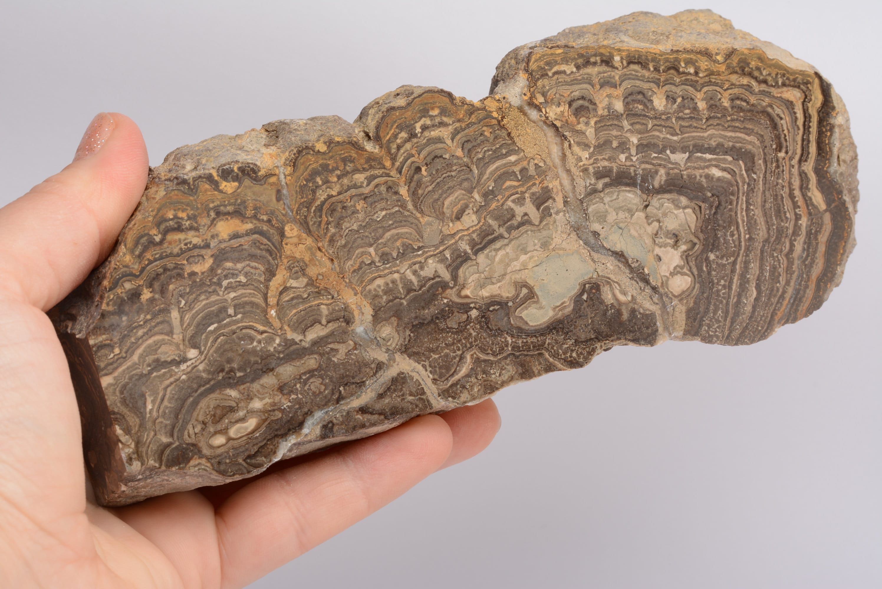 Stromatolite Fossil