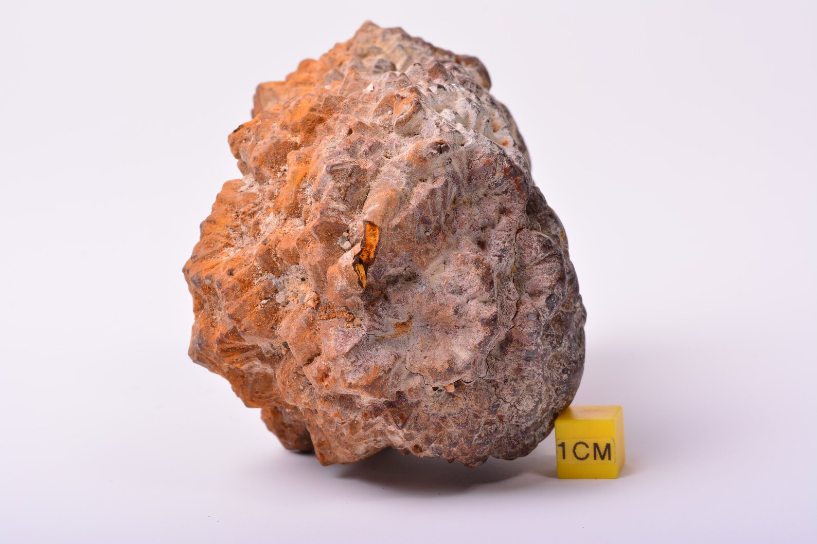 English MARCASITE NODULE Concretion Crystal Mineral Dover | Etsy