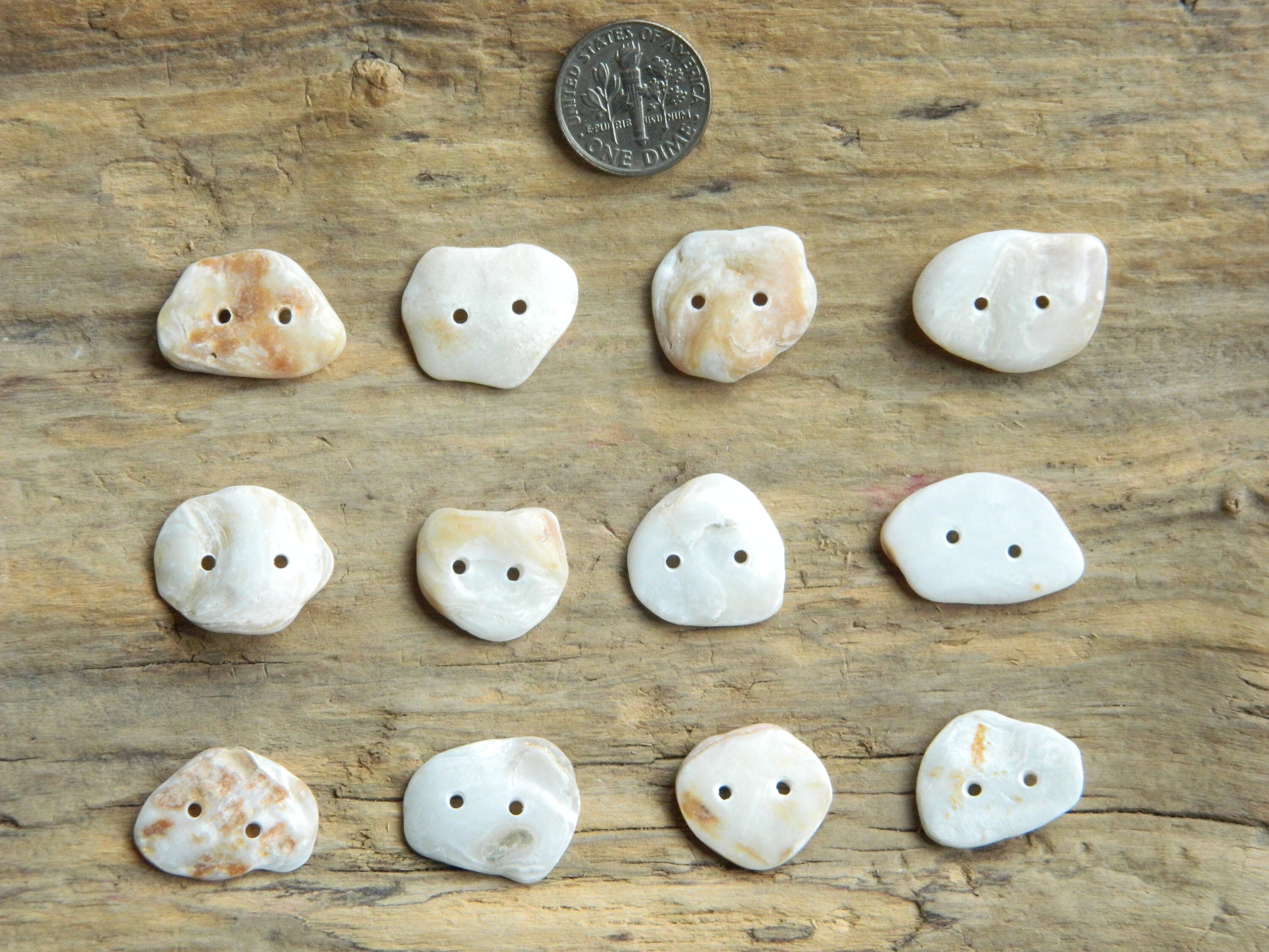 12 sea shell buttons for crafts | Etsy