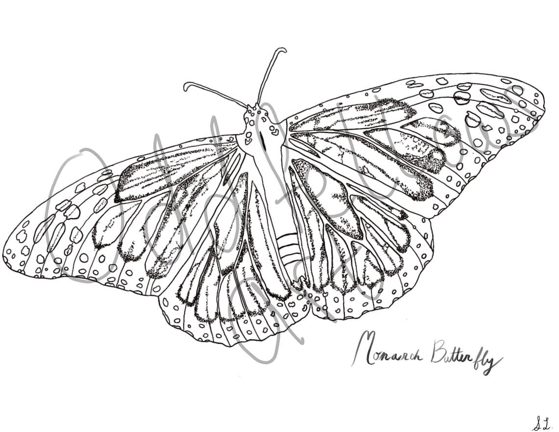 Monarch Butterfly Coloring Page, Digital Download, Nature Coloring Page ...