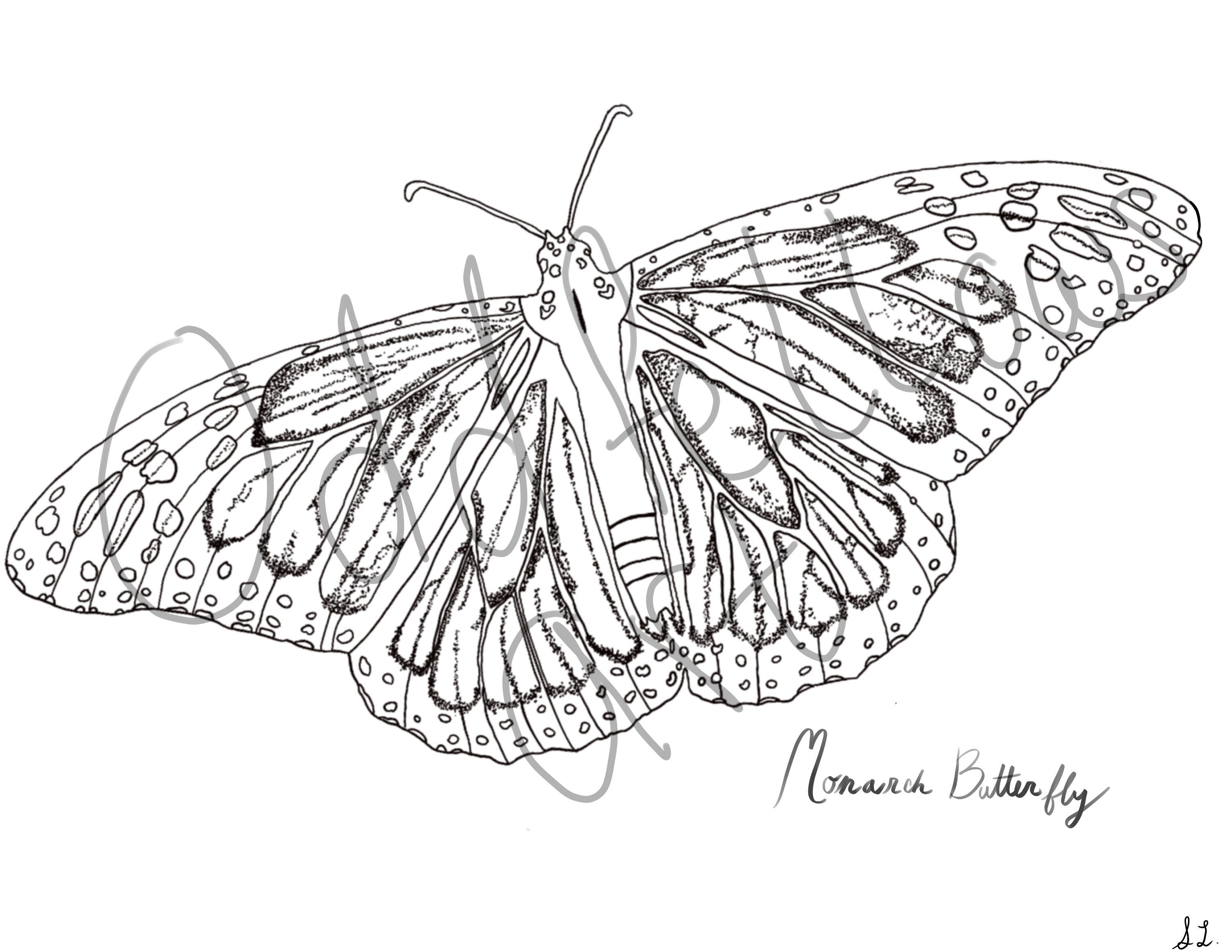 Monarch Butterfly Coloring Page, Digital Download, Nature Coloring Page ...