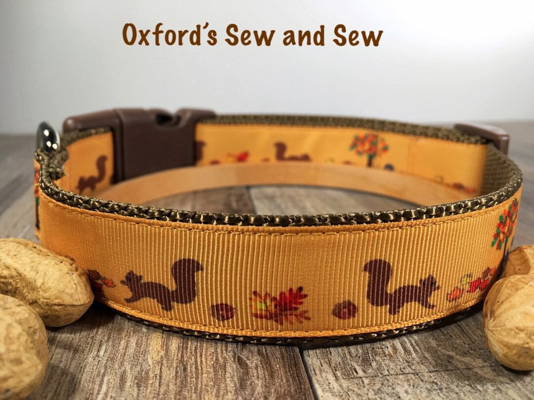 Squirrel in Park Fall M, L, XL Dog Collar and Optional Matching Leash ...