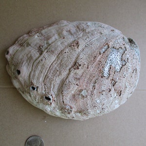 California Red Abalone Shell With Natural Holes - Etsy