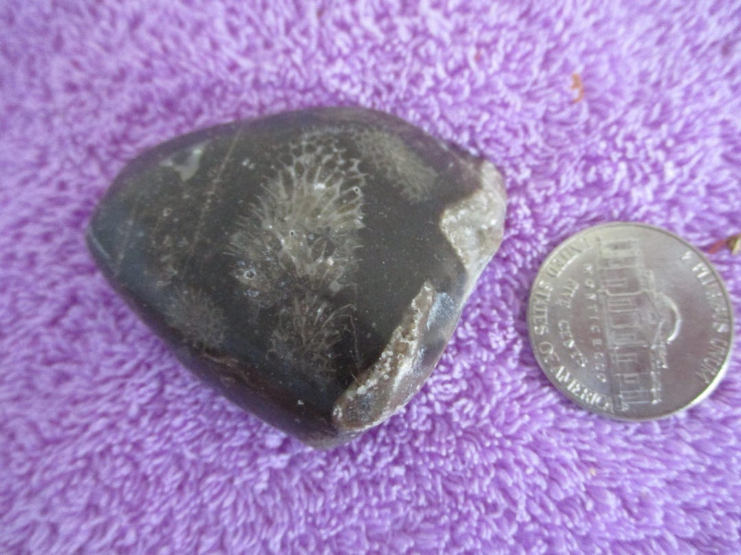 Fabulous Fossil Palm Stone - Etsy