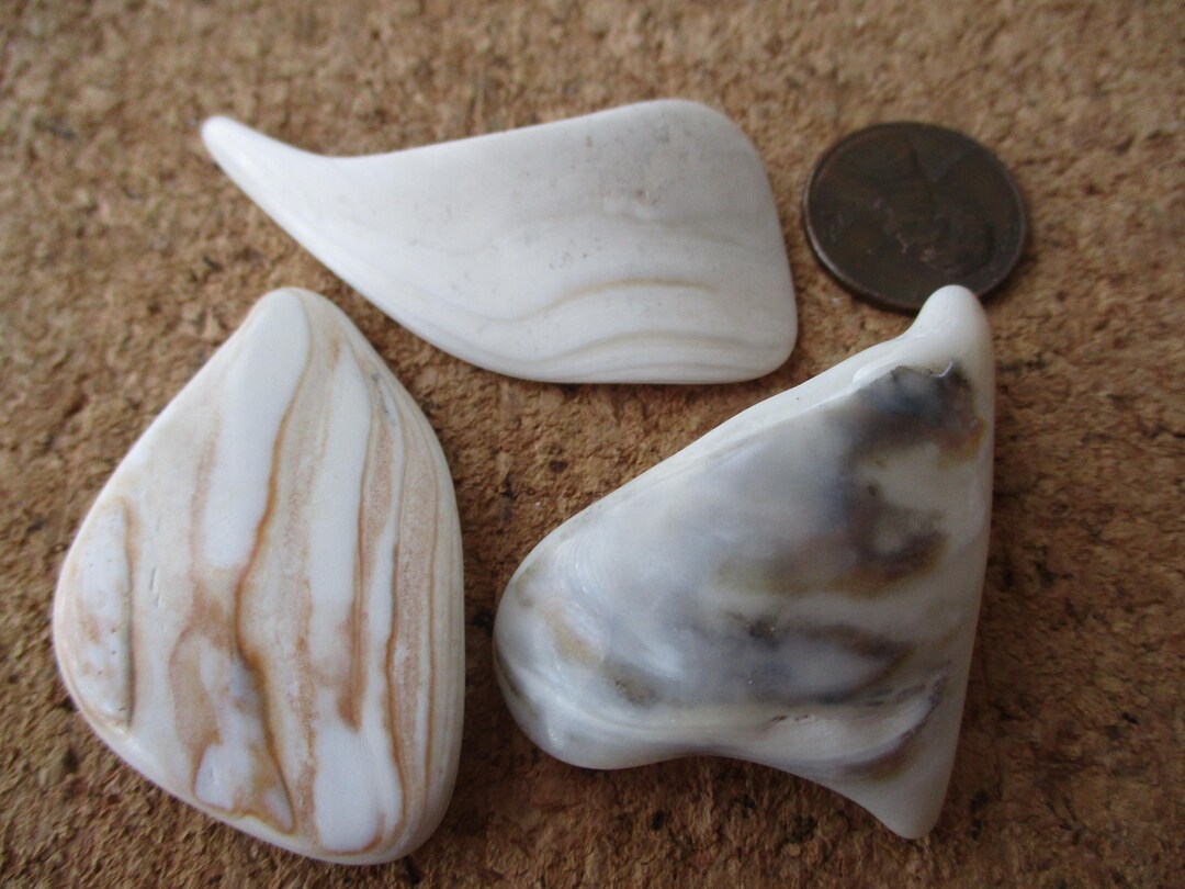 Curved Polished Shell Pieces, Free-form Cabochons - Etsy