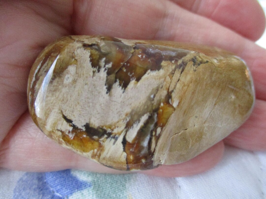 Agatized Petrified Wood Palm Stone - Etsy