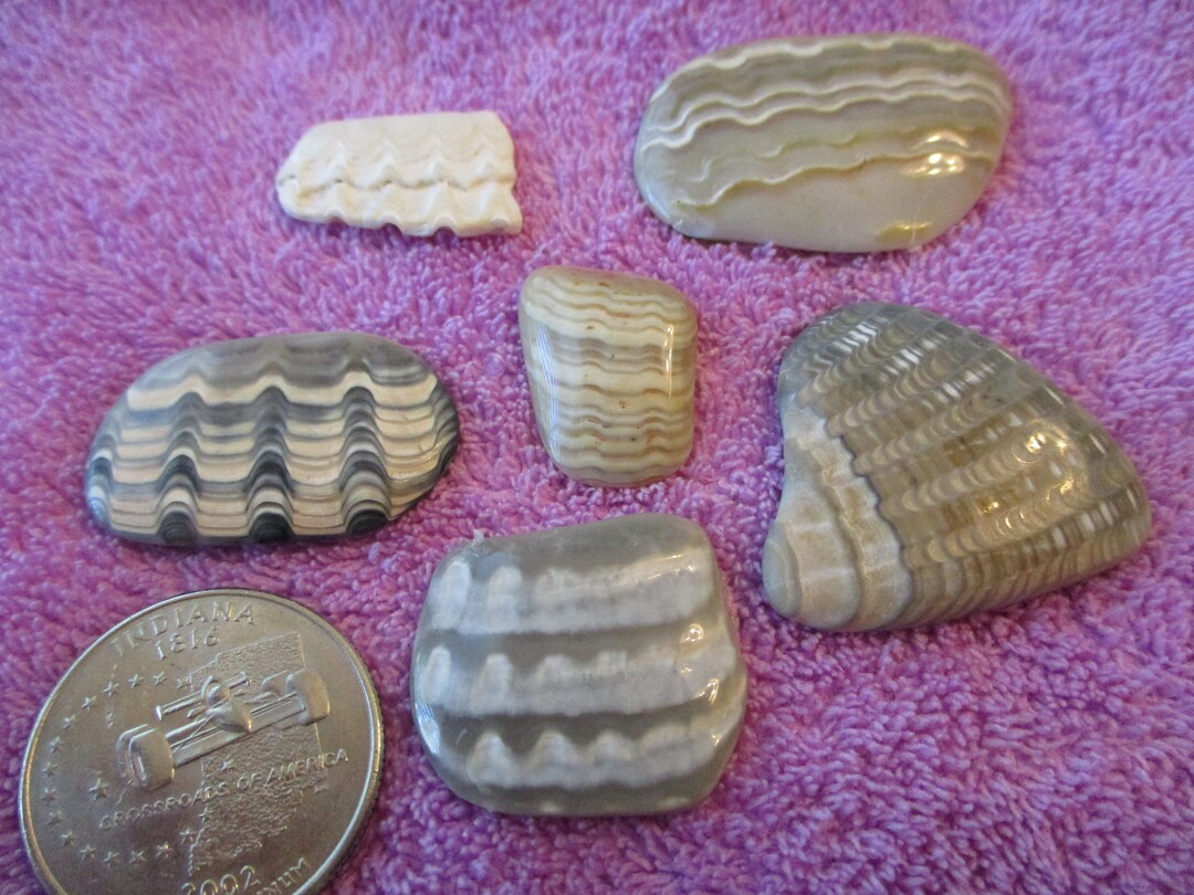 Oregon Beach Striated Shell Pieces - Etsy