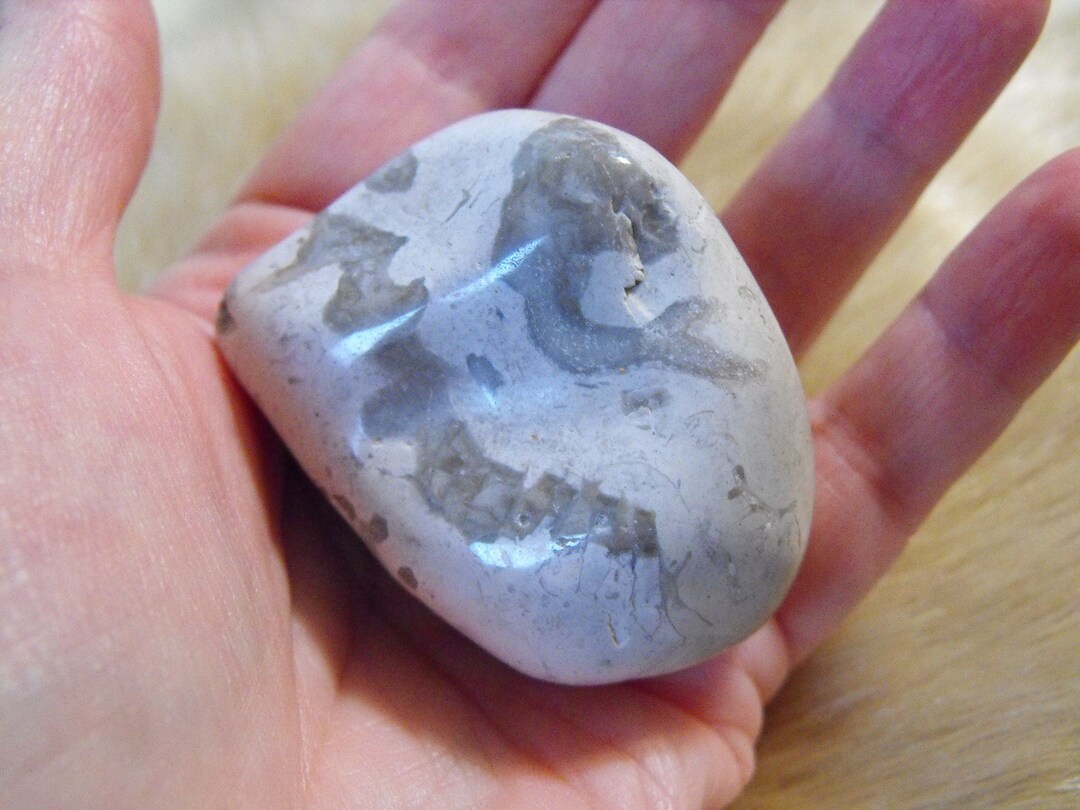 Chain Coral With Mermaid Shape Fossilized Michigan Beach Rock - Etsy