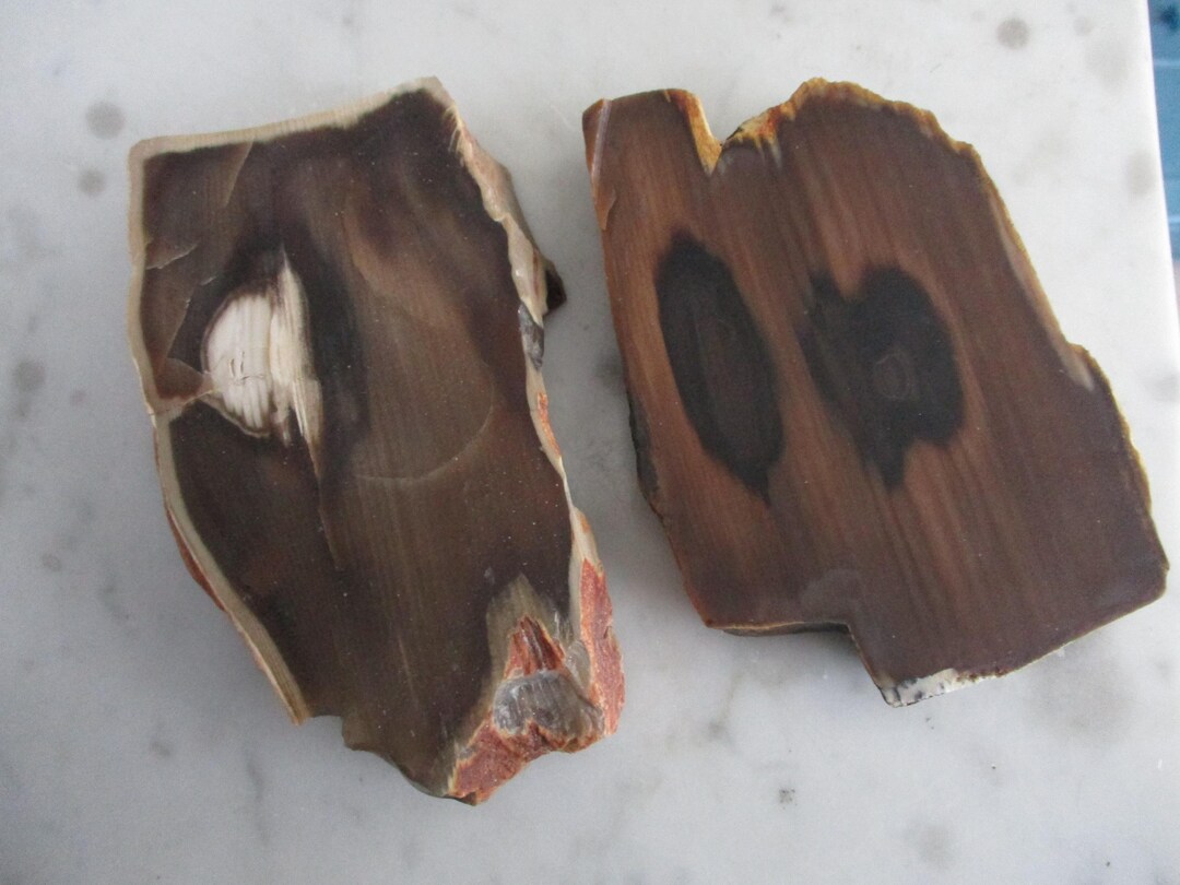 Two Thick Petrified Wood Slabs With Bark - Etsy