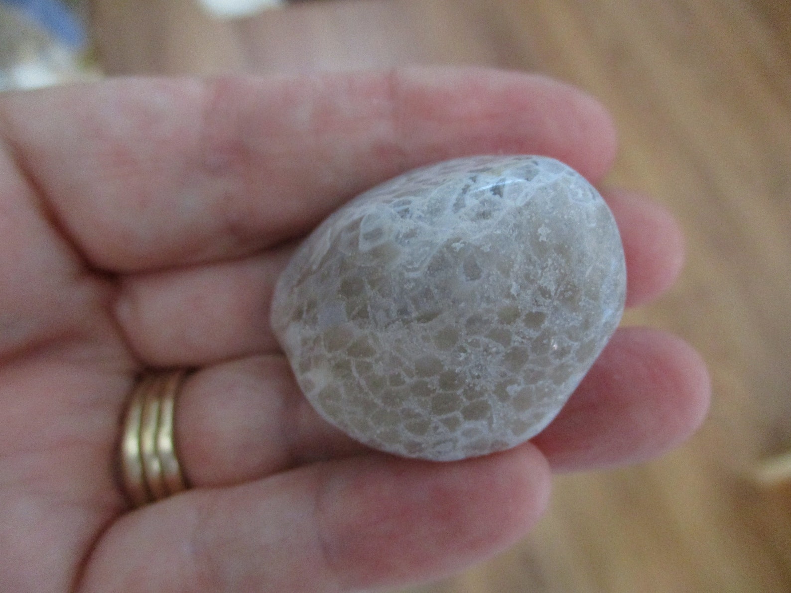 Polished Charlevoix Stones Michigan Fossilized Corals and - Etsy