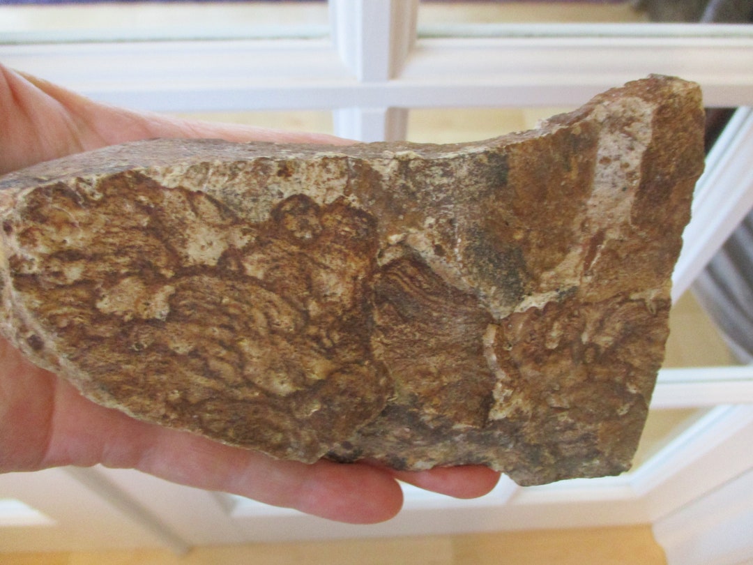 Biggs Jasper Picture Rock , Natural Oregon Desert Stone - Etsy