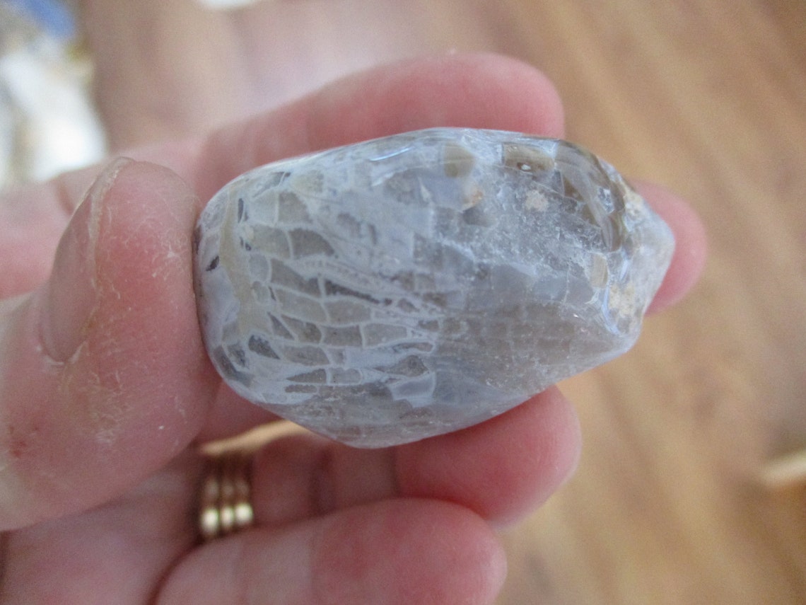 Polished Charlevoix Stones Michigan Fossilized Corals And - Etsy Italia