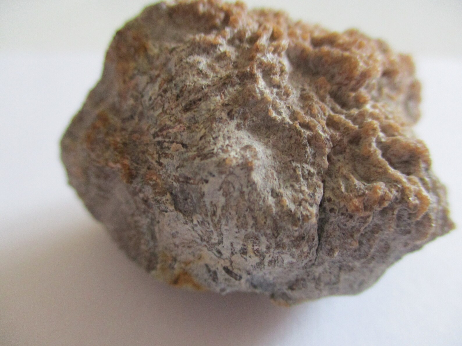 Red Coprolite Face Polished Utah Desert Nodule Dino Dung | Etsy