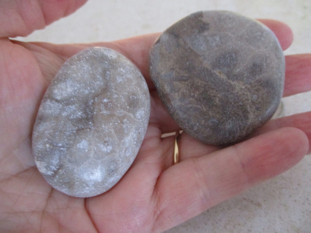 Michigan Petoskey Stones , Hand Polished Fossilized Corals - Etsy