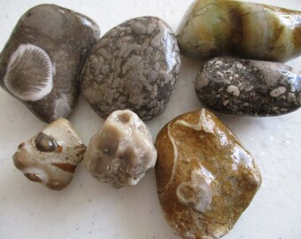 Great Lakes Fossil | Etsy