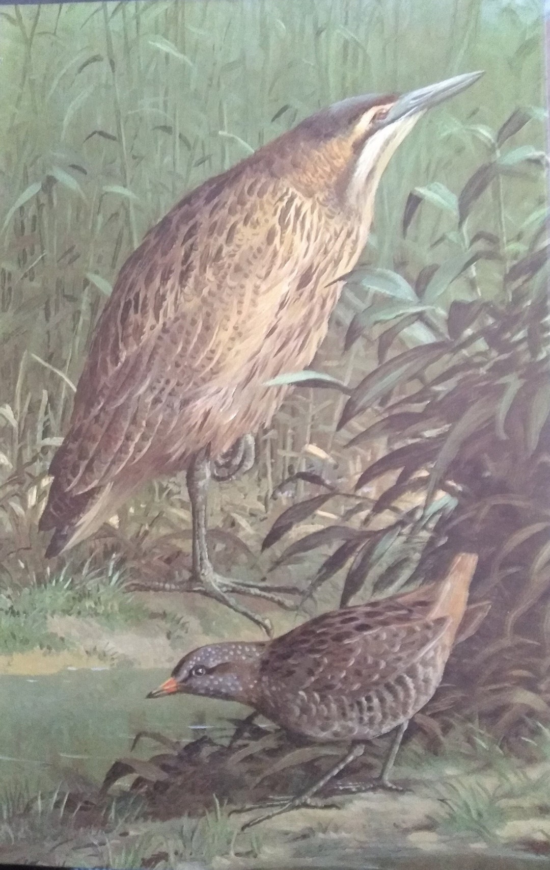 Water Birds. Original Vintage British Bird Print 1969 by John Leigh ...