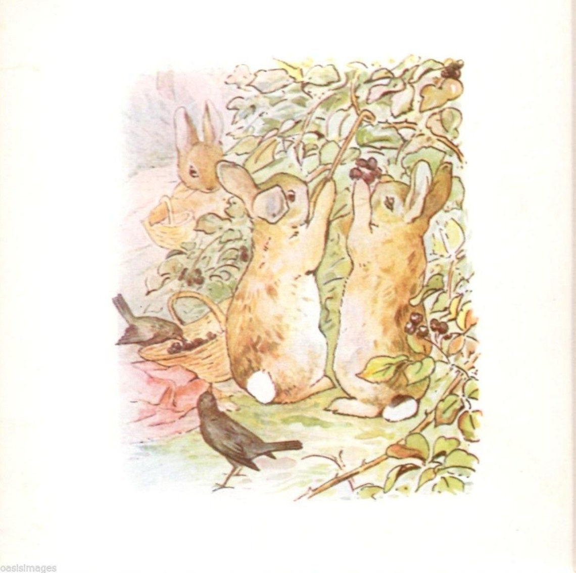 The TALE of PETER RABBIT Original Vintage Print 1910 in Cream Card ...