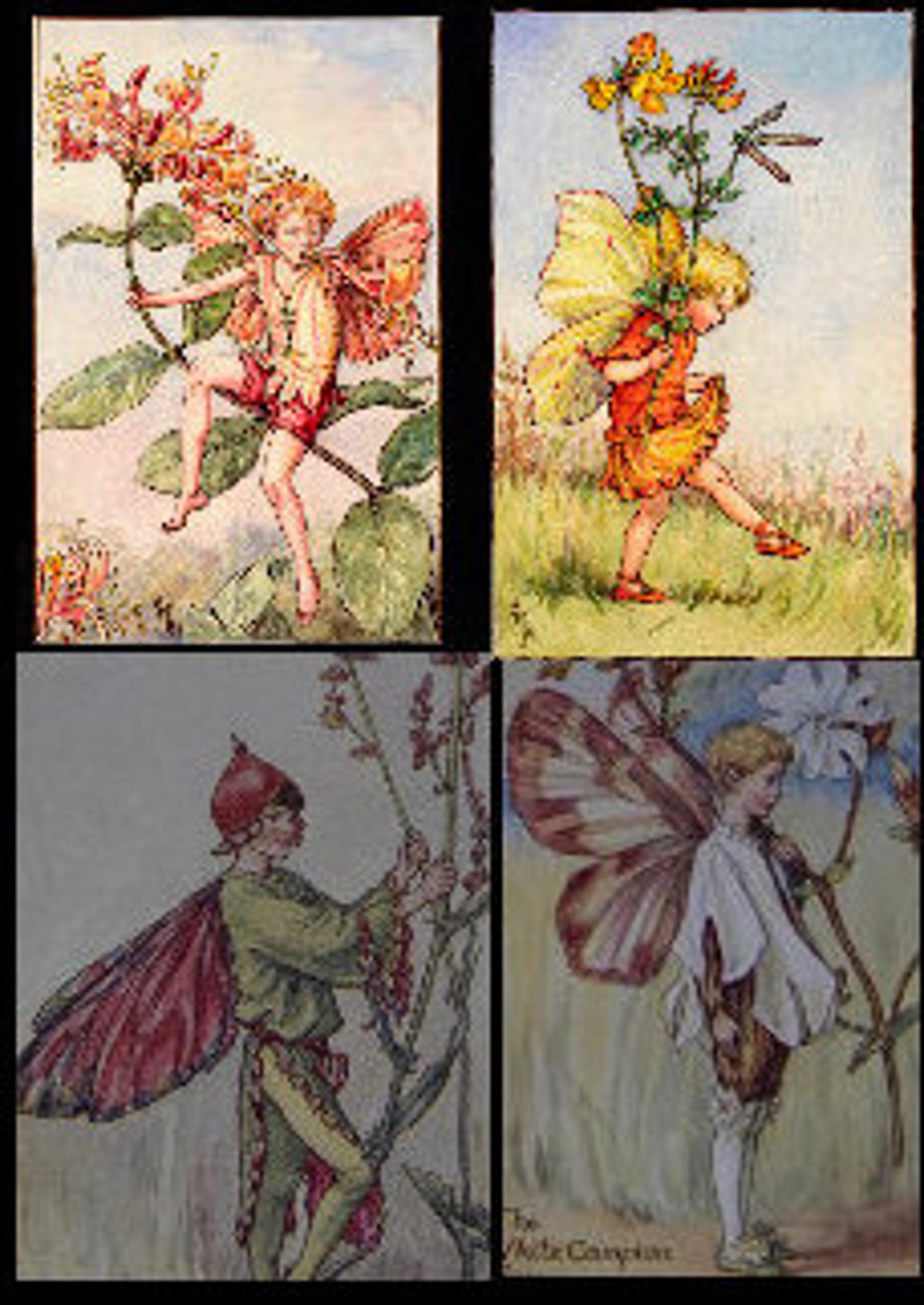 Cicely Mary Barker's Flower Fairies Original Vintage Print - Etsy