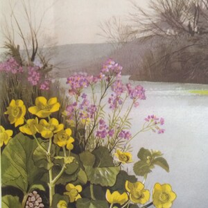 British Wild Flowers Original Vintage Book Print From 1957 Choose From ...