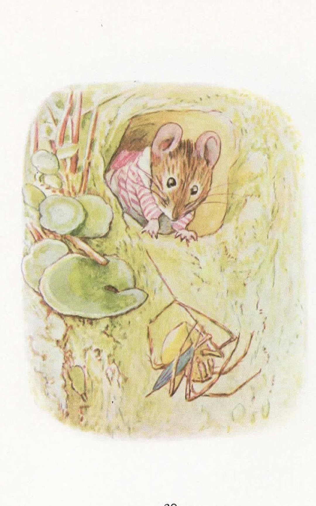 Mrs Tittlemouse Original Vintage Print From 1900's - IN CREAM MOUNT- by ...