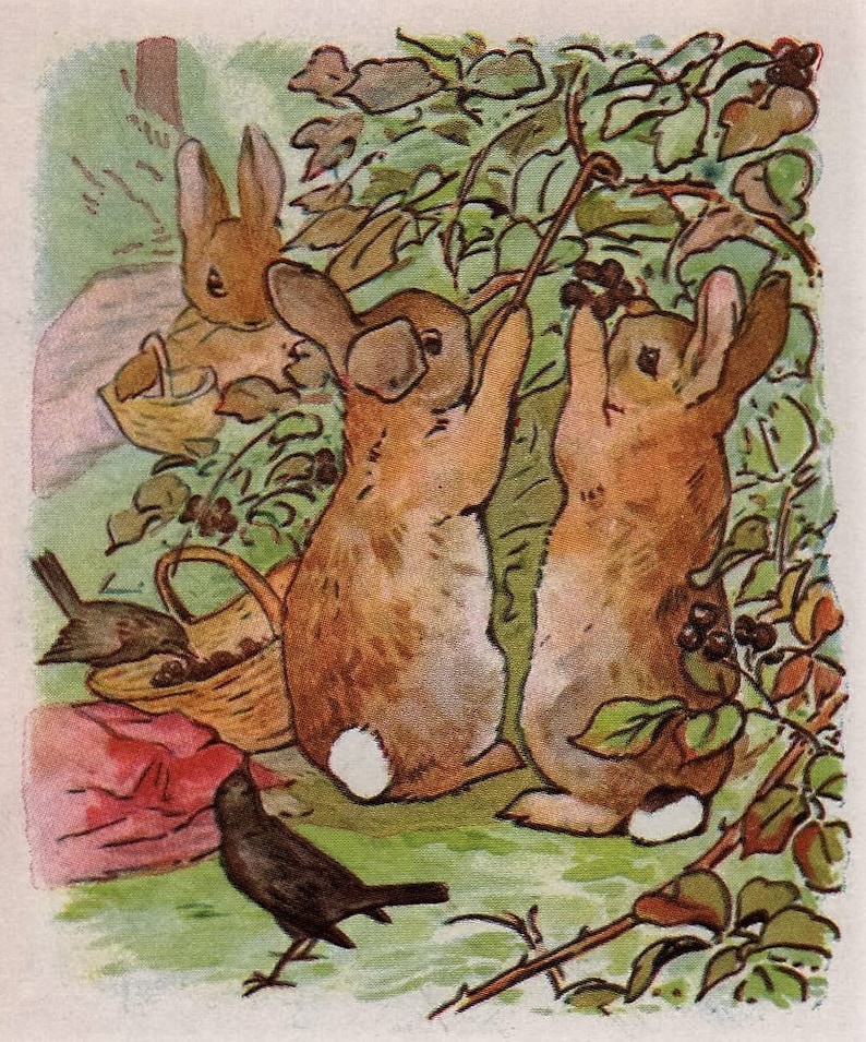 Beatrix Potter Peter RABBIT Cross Stitch Chart Available - Etsy