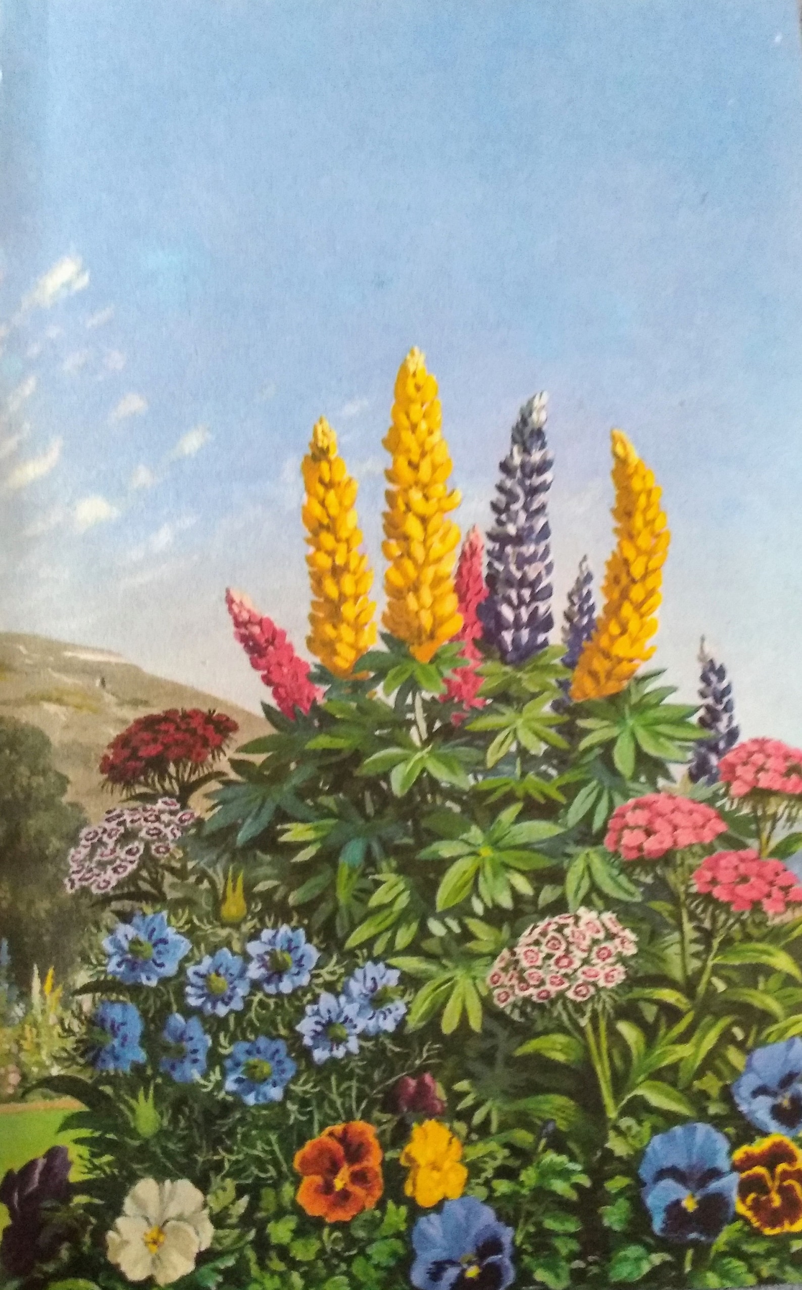 Original Vintage British Garden Flowers Bookprint From the 1960's by ...