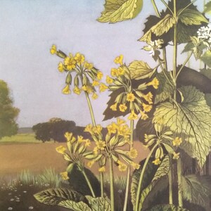 British Wild Flowers Original Vintage Print From 1957 Choose From 10 ...