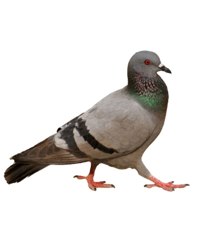 PIGEON Many Options. Choose - Cross Stitch Chart Available in DMC or ...