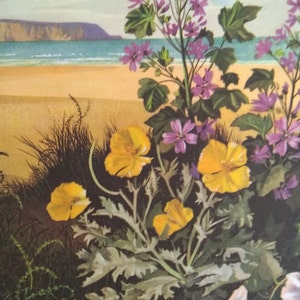 British Wild Flowers Original Vintage Print From 1957 Choose From 10 ...