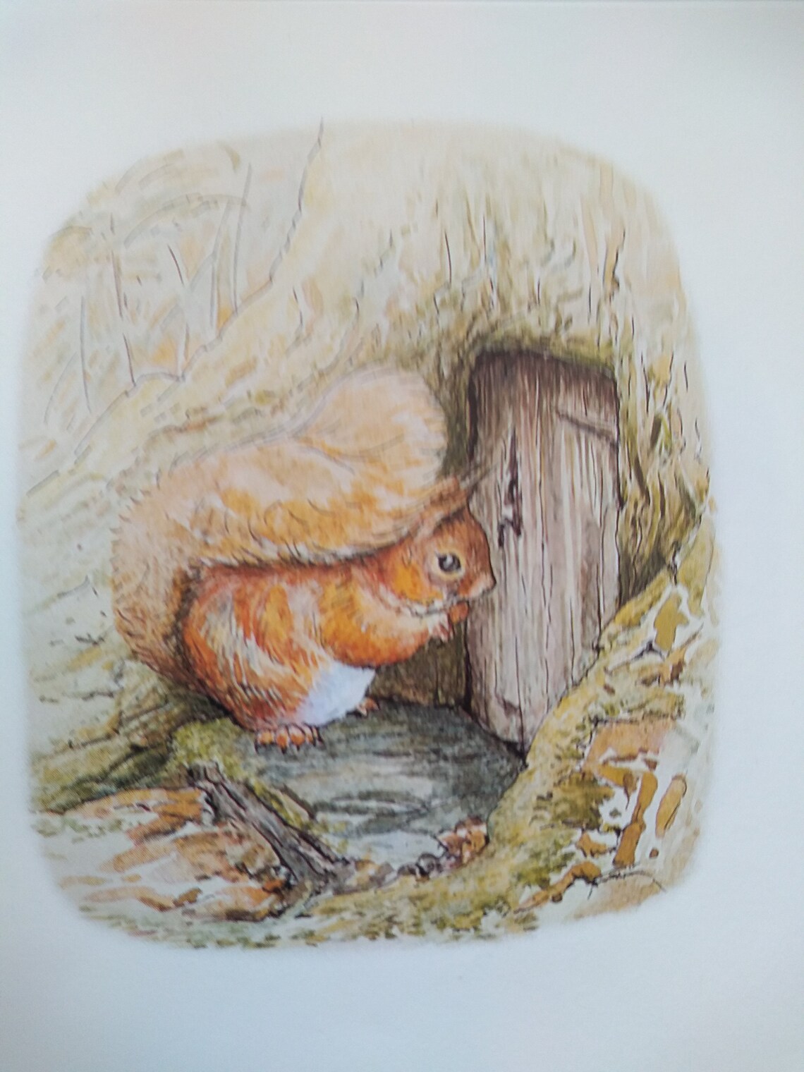 SQUIRREL NUTKIN Original Vintage Print From 1970's by | Etsy