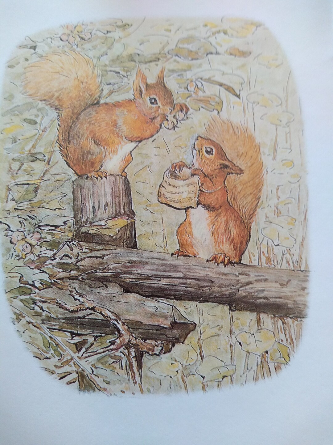 SQUIRREL NUTKIN Original Vintage Print From 1970's- by Beatrix Potter ...