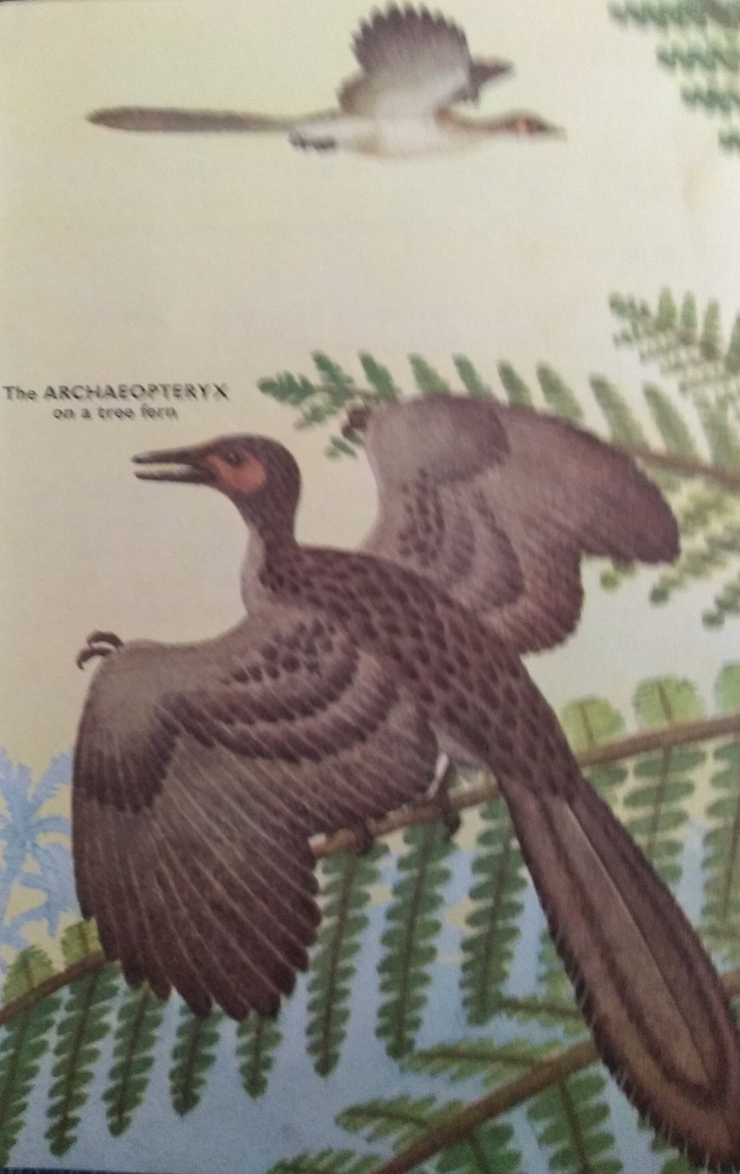 Original Vintage Bird Print From 1966 by Ronald Lampitt. How Birds Live ...