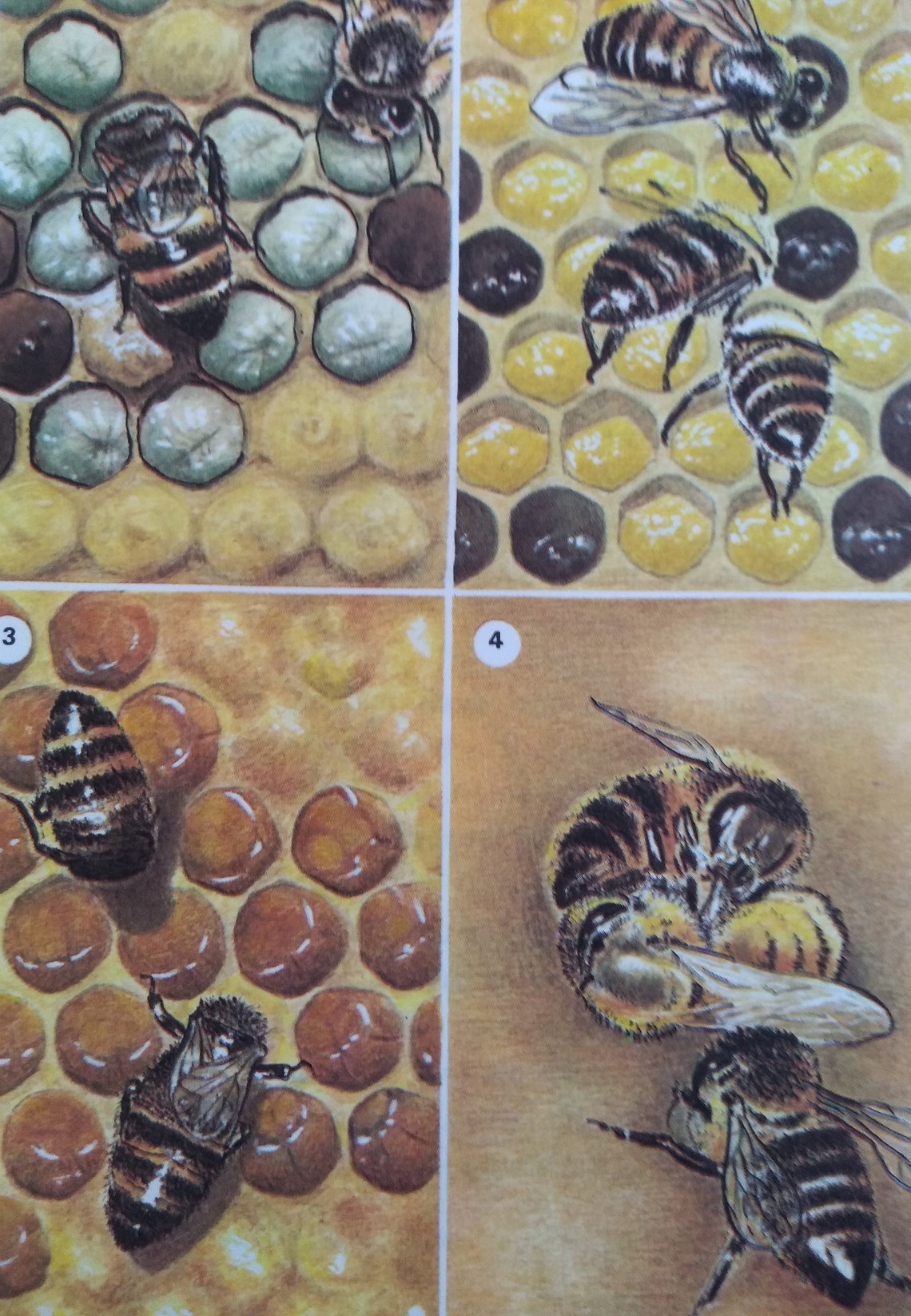 Original Vintage Life of Honey Bees Book Print 1960's by - Etsy