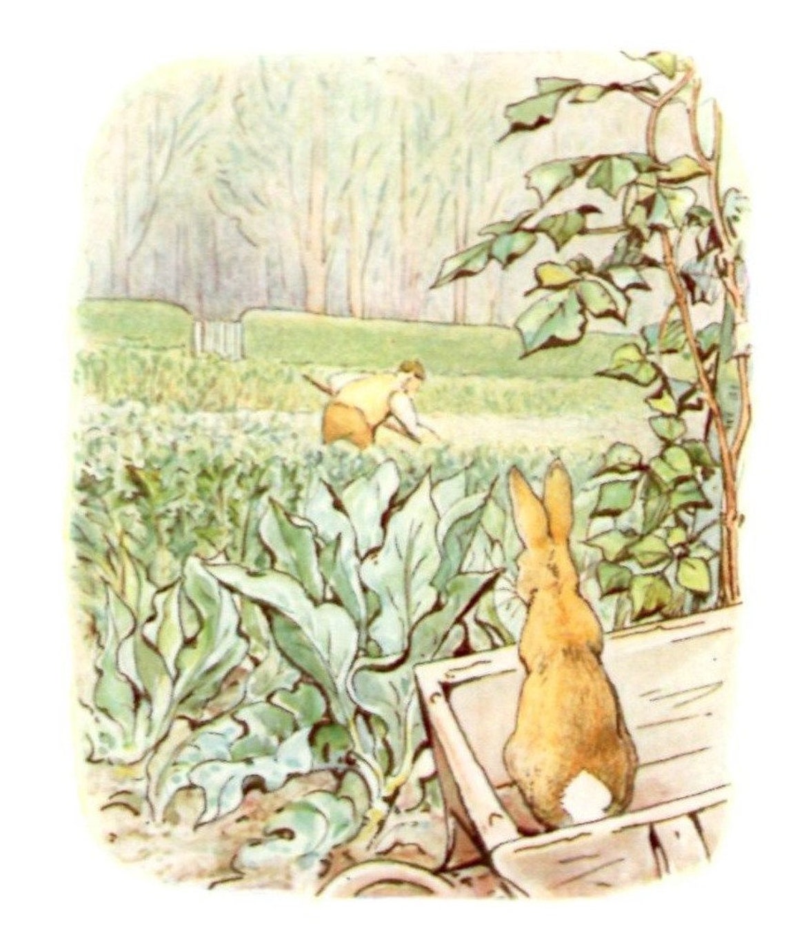 The TALE of PETER RABBIT Original Vintage Print 1910 in Cream Card ...