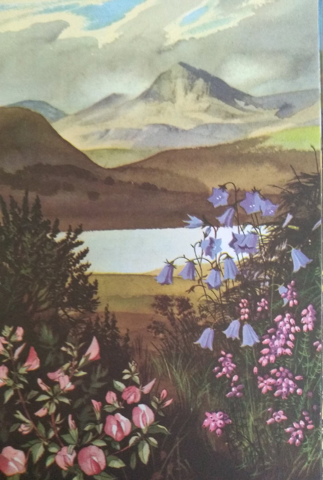 British Wild Flowers Original Vintage Print From 1957 Choose From 10 ...