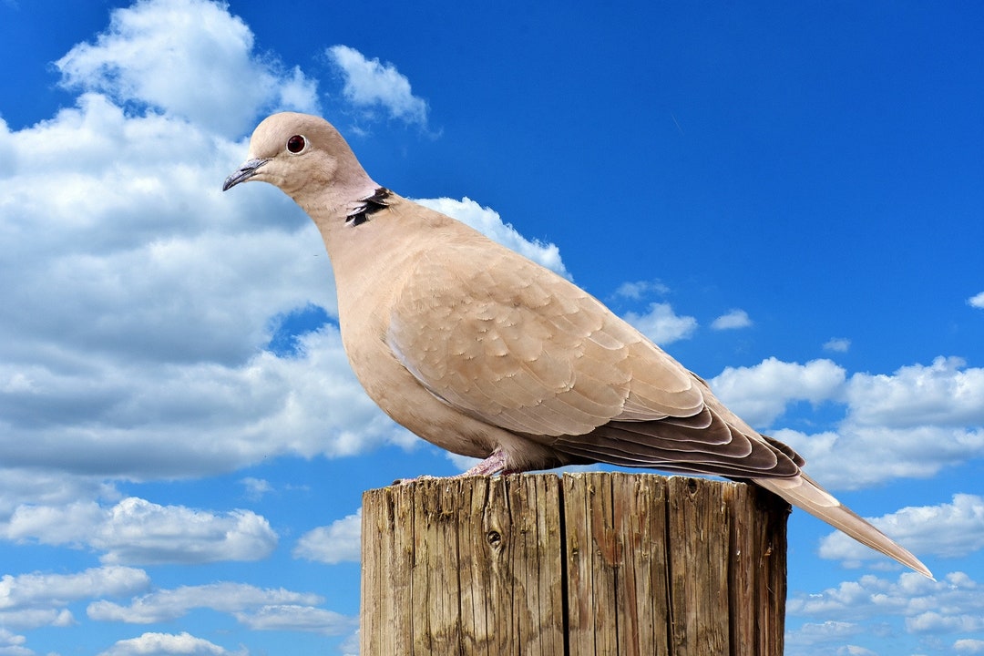 Pigeons Choose From 10 Images & Choose a Photo Print/iron on Transfer ...