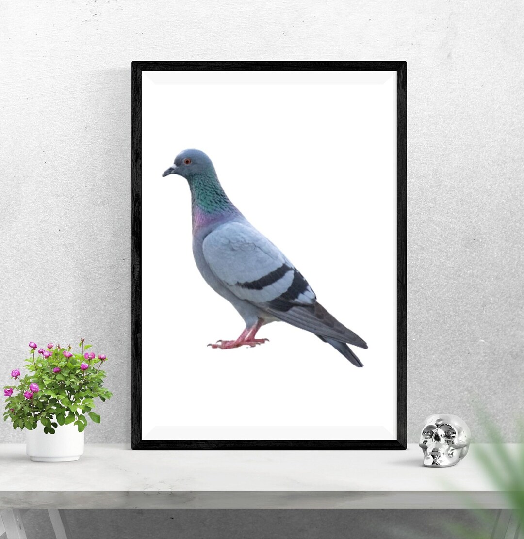 PIGEON Many Options. Choose - Cross Stitch Chart Available in DMC or ...