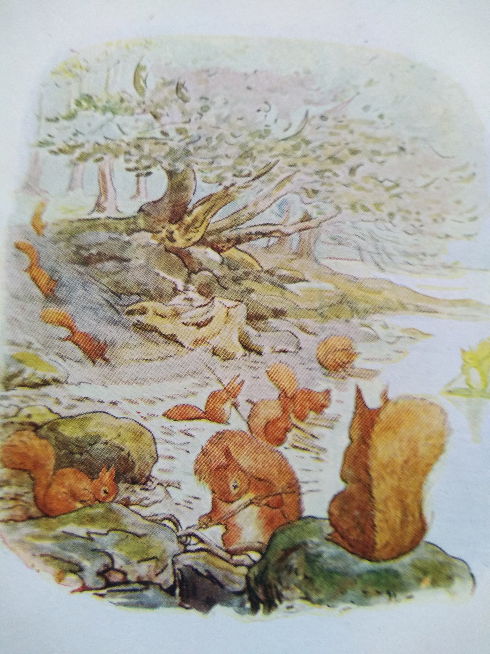 SQUIRREL NUTKIN Original Vintage Print From 1970's- by Beatrix Potter ...