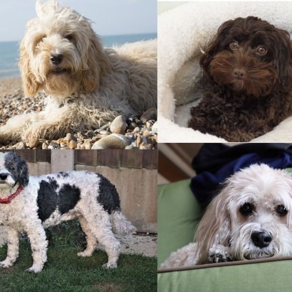 Cockapoo Cross Stitch Pattern - Etsy UK