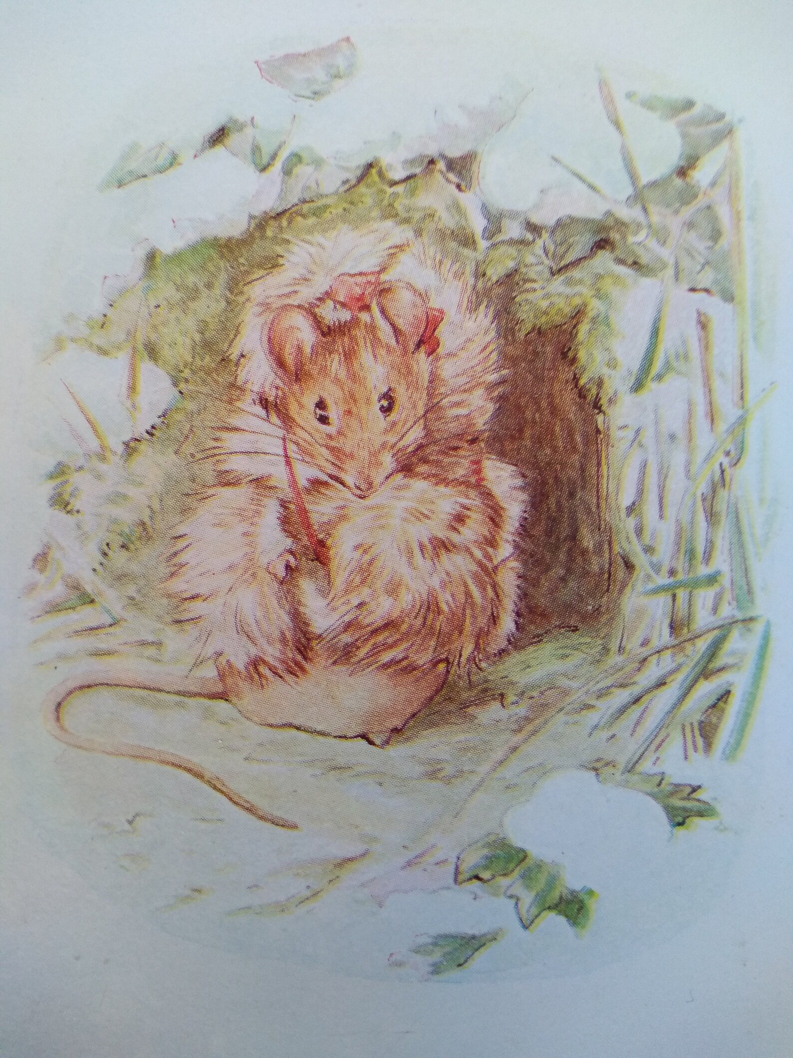 Mrs Tittlemouse Original Vintage Print From 1900's - IN CREAM MOUNT- by ...