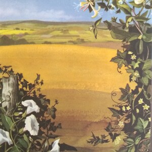 British Wild Flowers Original Vintage Book Print From 1957 Choose From ...