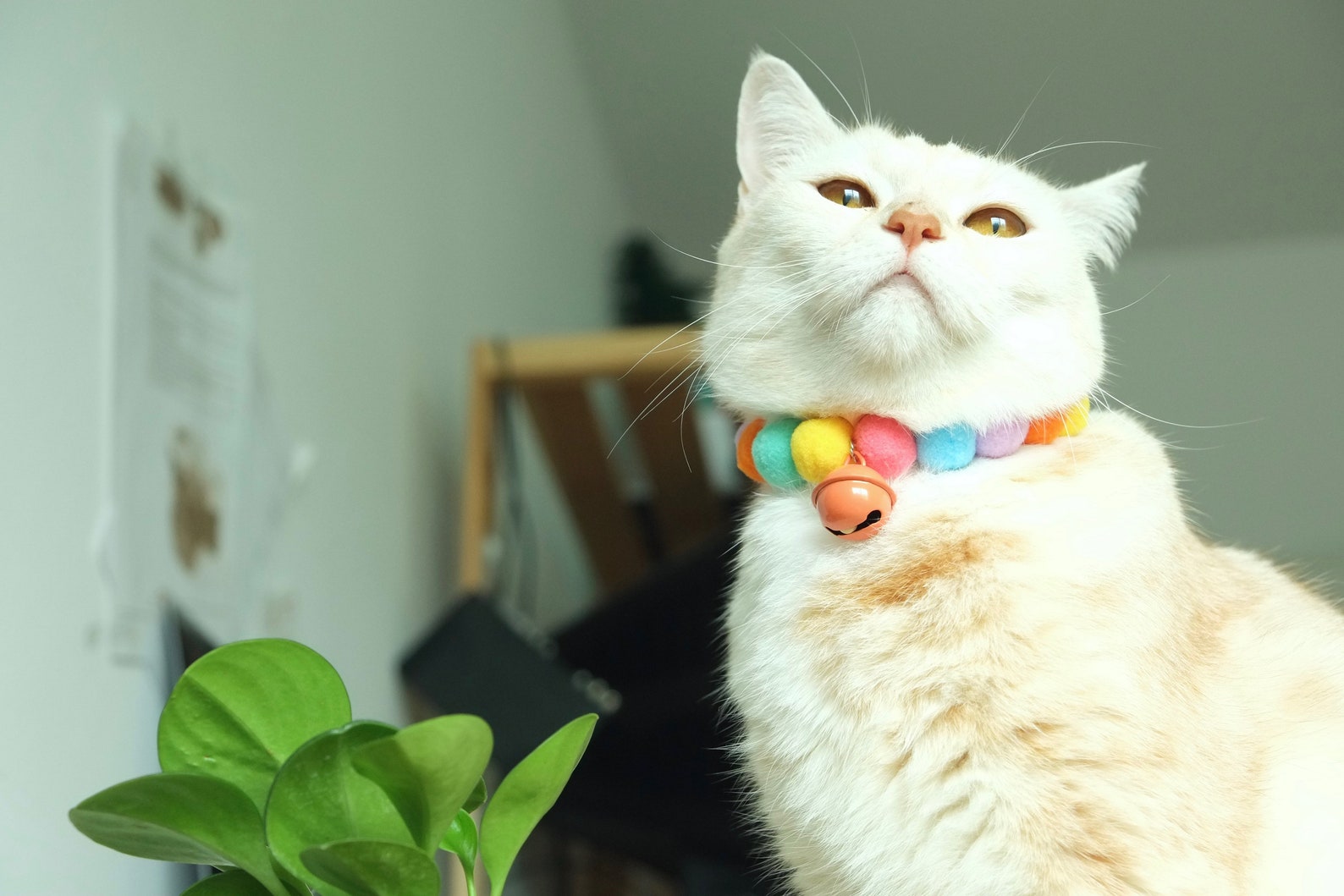 Cute Cat Collar Pom Pom Cat Collar Rainbow Pom Pom Safety - Etsy