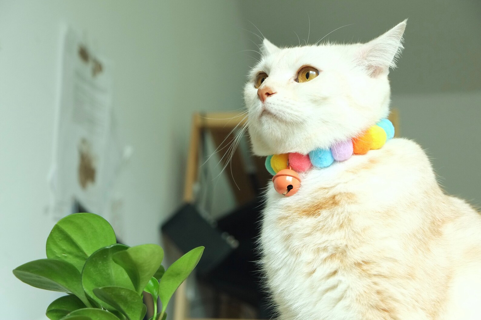 Cute Cat Collar Pom Pom Cat Collar Rainbow Pom Pom Safety - Etsy
