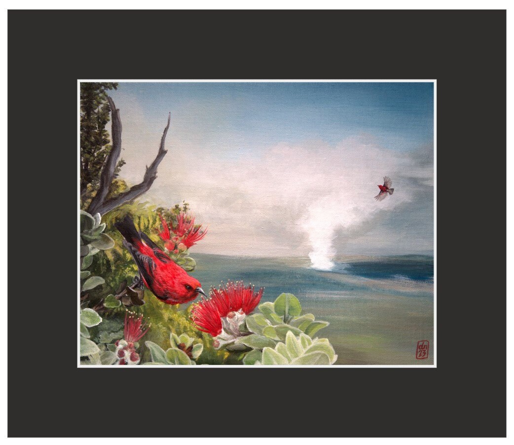 Apapane Volcano, Hawaii 2023 Paper Gliclée Print 10 X 8 With 14 X 12 ...