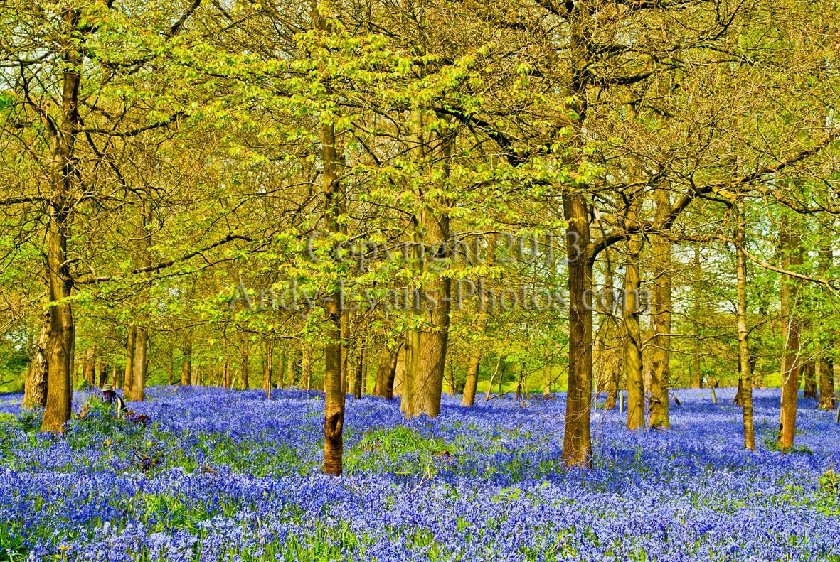 Bluebells at the Spinney Greys Court Henley on Thames Oxfordshire ...