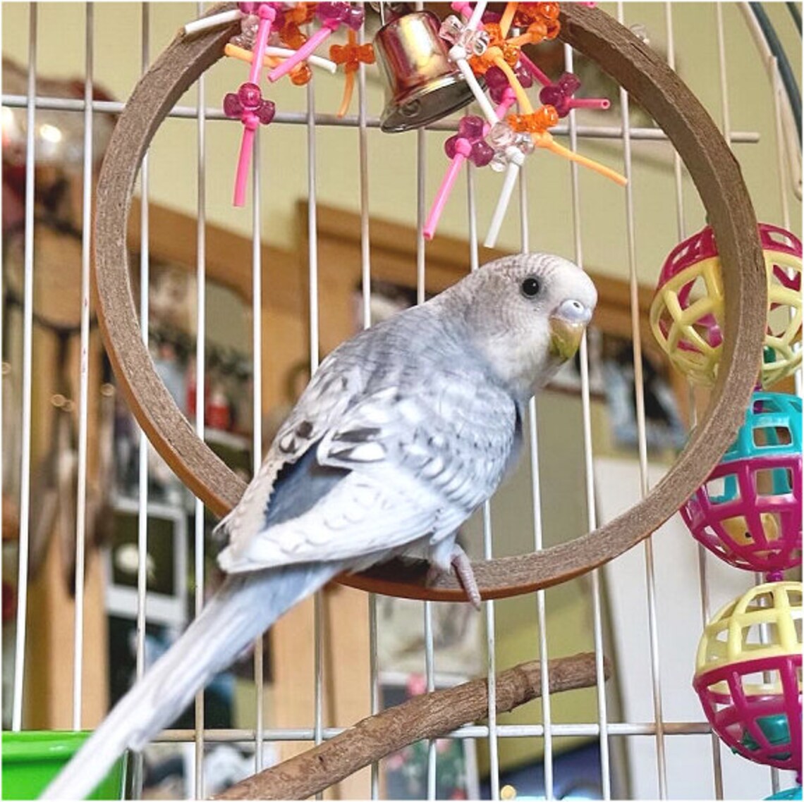 Spaghetti Swing for Small Birds | Small Parrot Swing | Budgies ...