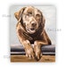 Chocolate Lab Art Print, Chocolate Lab Prints, Chocolate Labrador ...