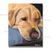 Yellow Lab Art Print From Original Yellow Labrador Canvas Painting ...