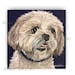 Shih Tzu Art Print From Original Painting, Shih Tzu Art Print, Shitzu ...