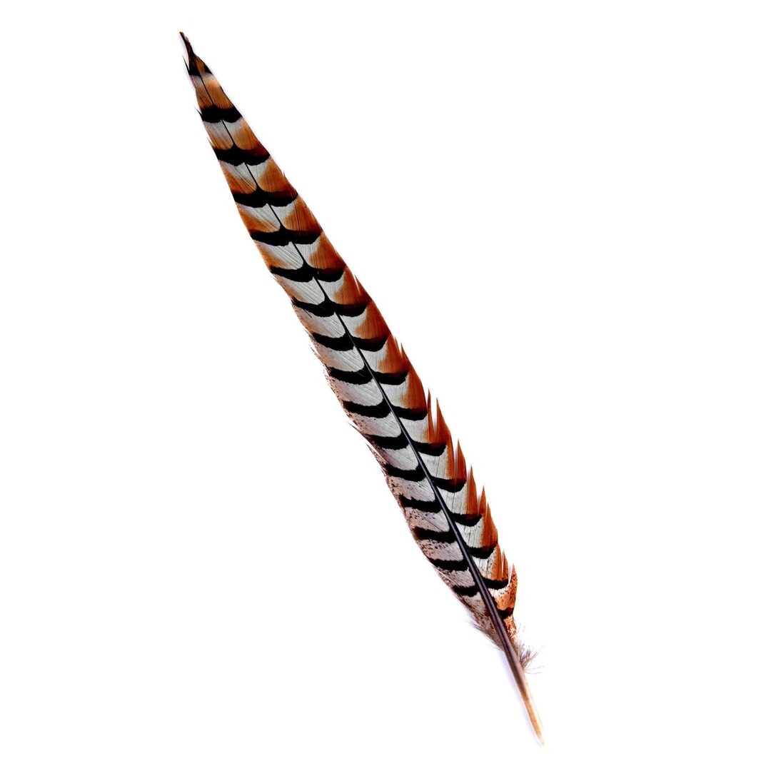 Reeves Centre Tail Pheasant Feather for Millinery Fascinators and ...